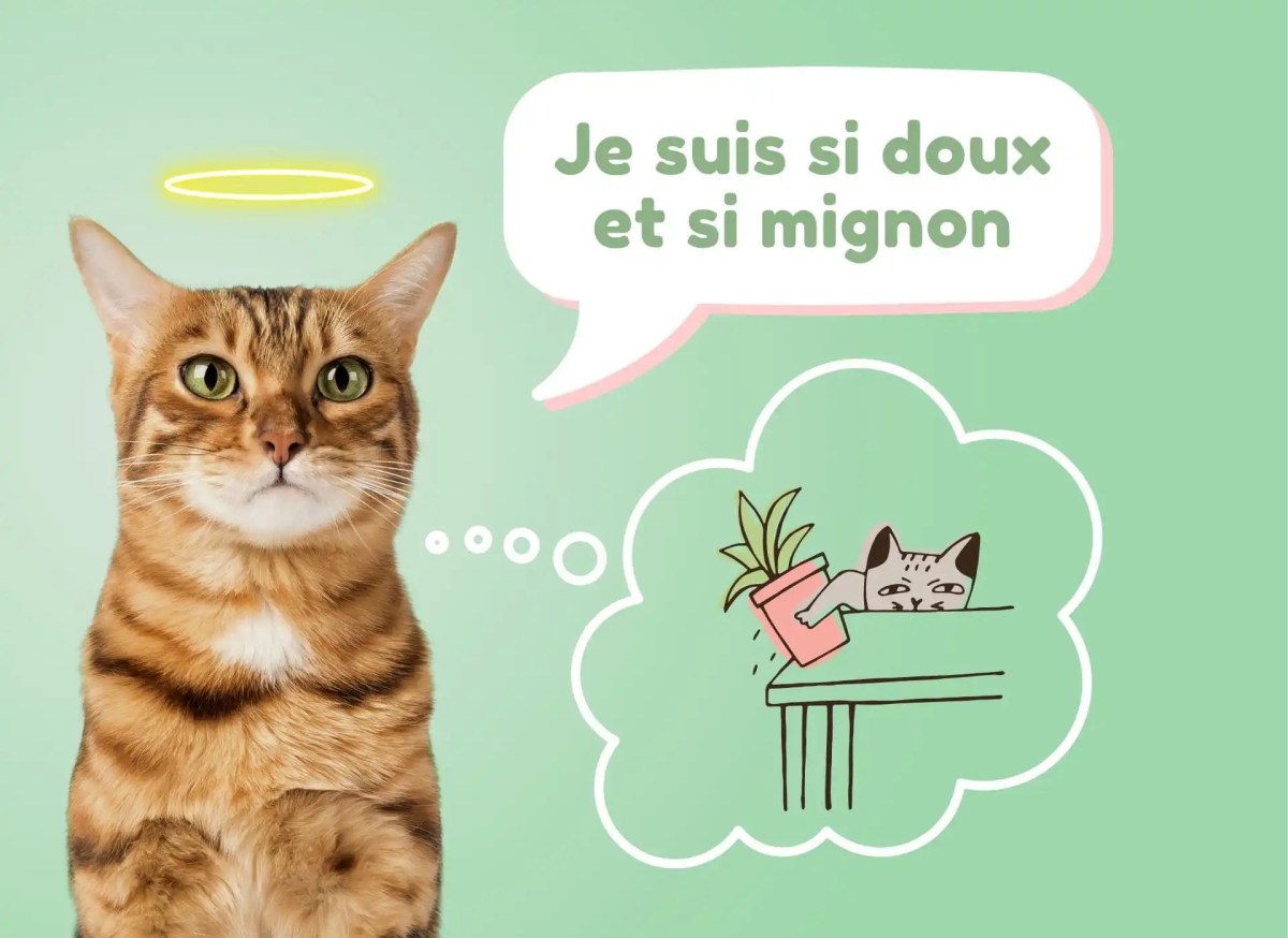 6 choses à savoir avant d’adopter un chat – Neuf Vies